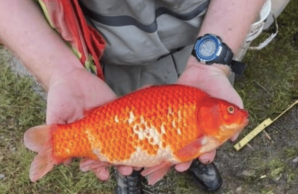 1,746 invasive goldfish removed from pond in BC