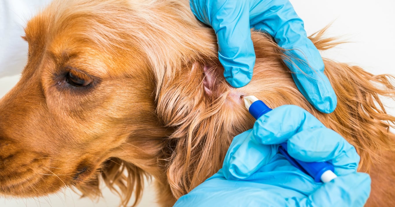 Tick prevention for pets in the Okanagan