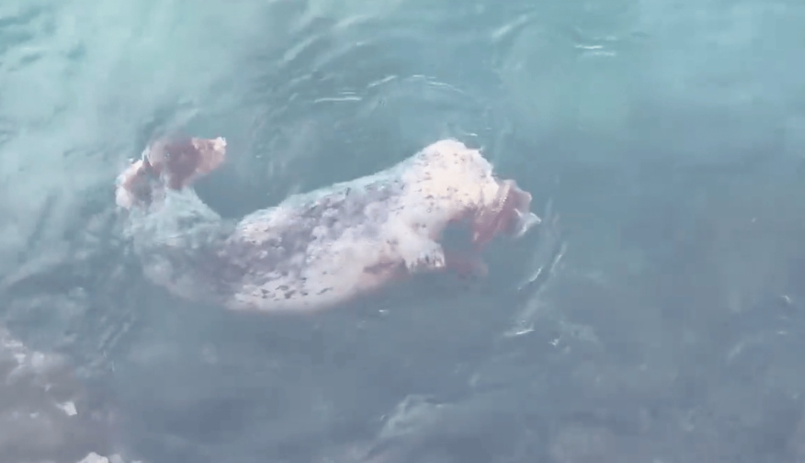 VIDEO: Harbour seal spotted eating an octopus off Ogden Point