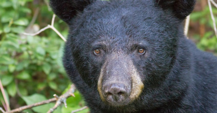 BC man who 'executed' black bear cub and sow jailed, fined $11K
