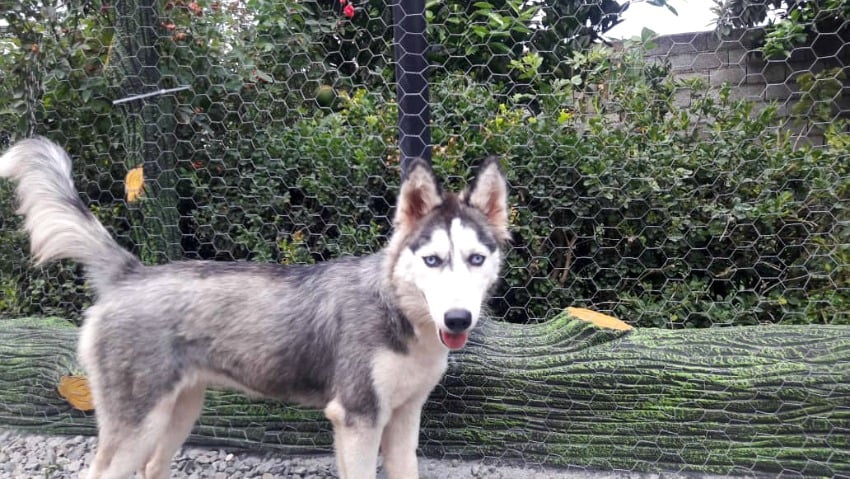 Furever Home Finder: OhDear