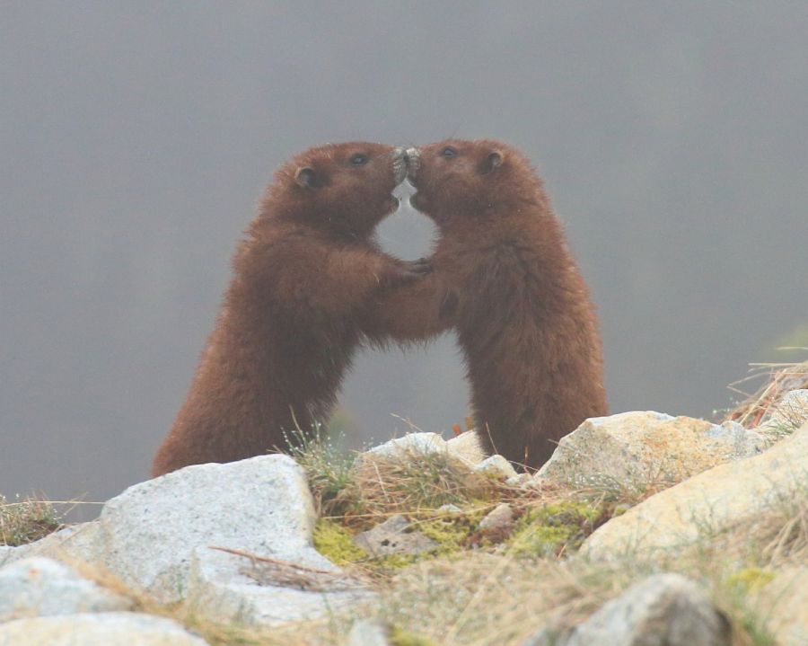 Highlighting endangered BC animals on World Wildlife Day