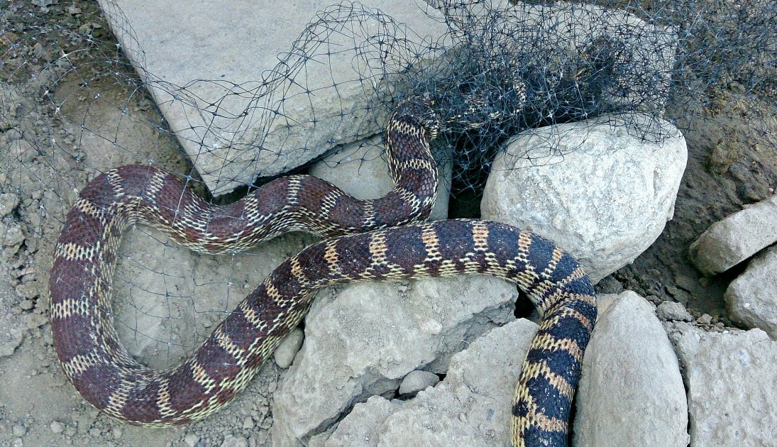 Kelowna SPCA Rescue 4 Foot Snake
