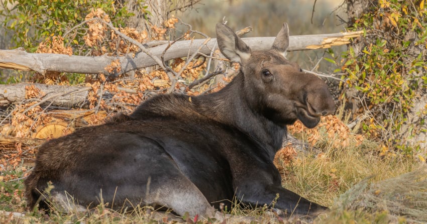 Poacher fined for killing cow moose west of Kelowna