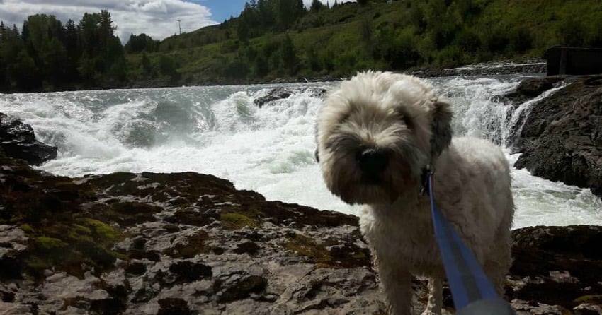 UPDATE: Missing dog Ollie has been found safe and sound