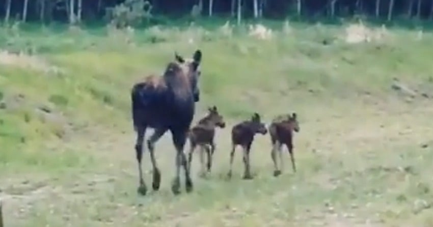 VIDEO: Adorable and rare moose triplets spotted in Alberta