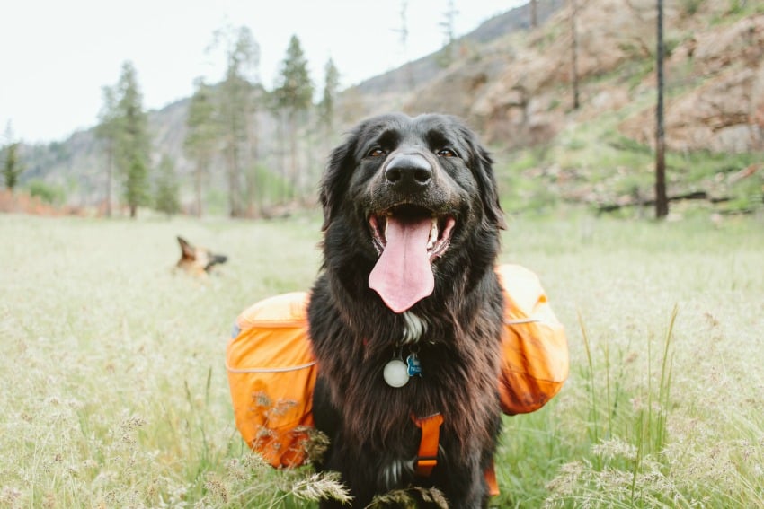 A guide to packing for a hiking or camping trip with your furry friend