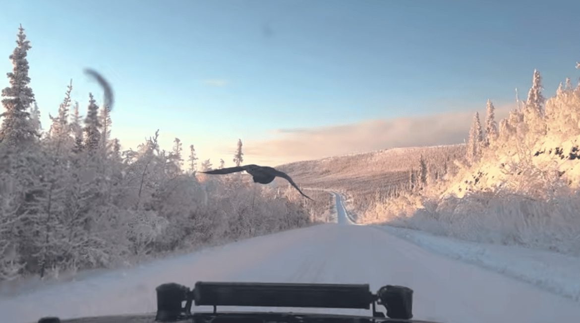 VIDEO: Raven flies in front of BC couple’s vehicle for over 45 minutes ...