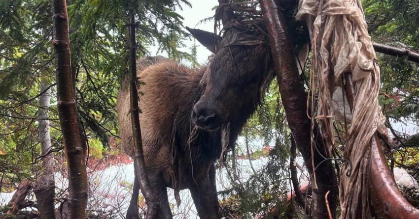 'I could have died': BC hiker frees Roosevelt elk entangled in parachute