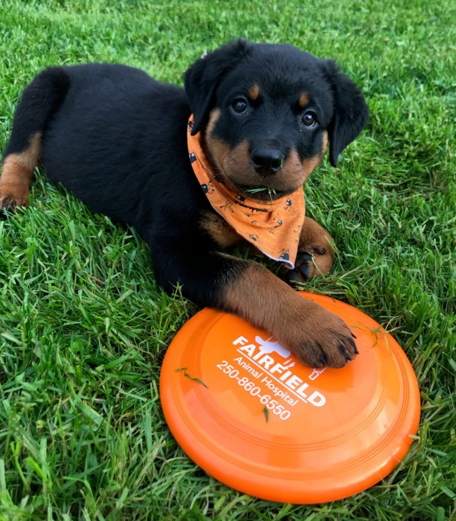 Common toxicities that all pet owners should be aware of