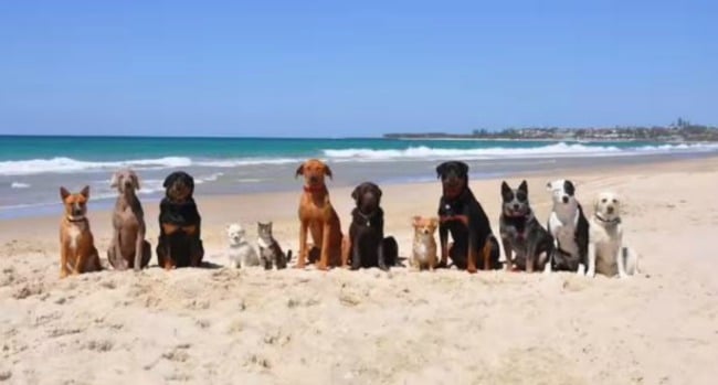 Must See Video: "Happy" Dogs Choreographed to Pharrell Williams Song