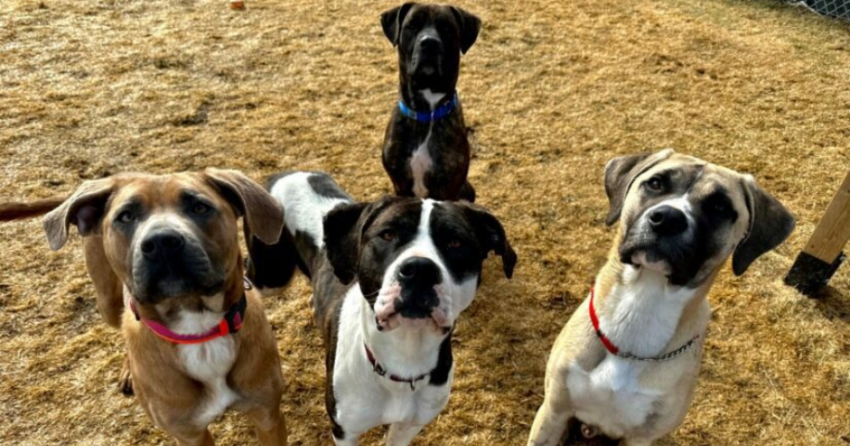 BC SPCA says 4 dogs rescued from Clearwater earlier this year are ready ...