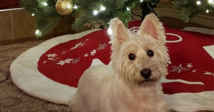 PHOTOS: Your final Wednesday Woof of 2018