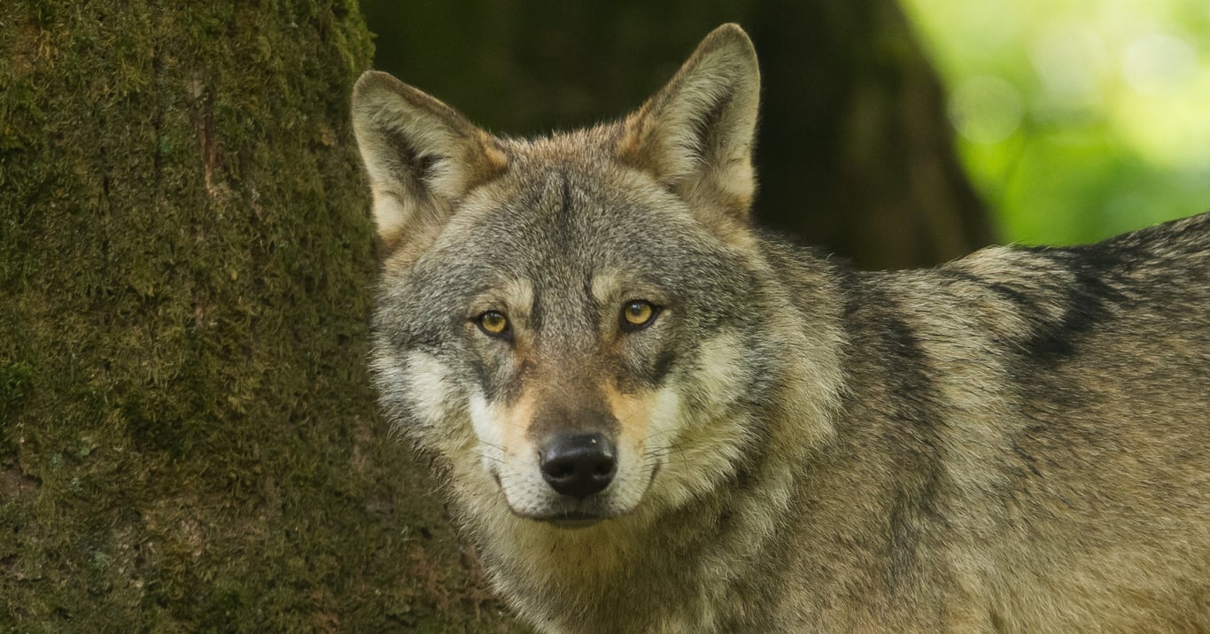 UPDATE: Last missing wolf from Greater Vancouver Zoo has been found