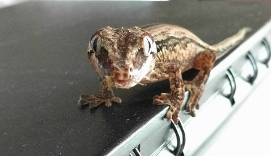 B.C. woman's pet gecko goes missing on WestJet flight