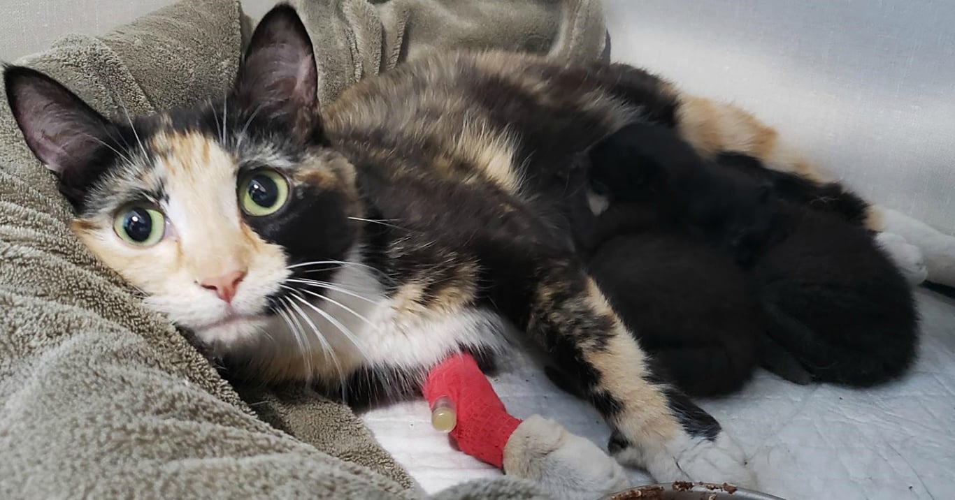 Mother cat recovering in Kelowna after freak accident, leg amputation