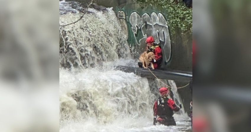 'Everybody was ecstatic': Firefighters rescue dog from fast waterfall in BC