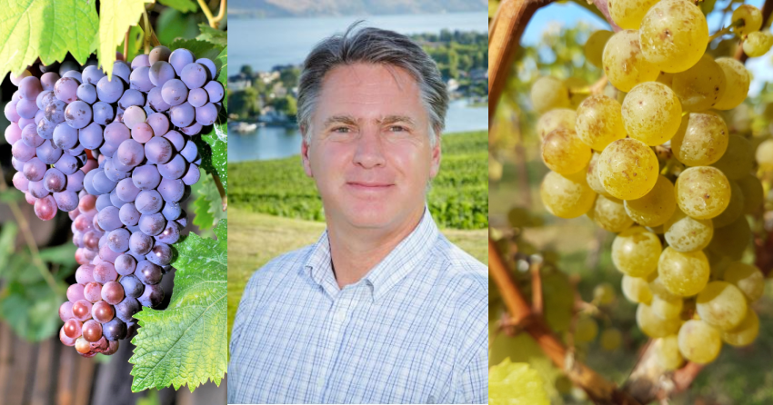 How does the Okanagan wine industry survive the disaster of no grapes ...