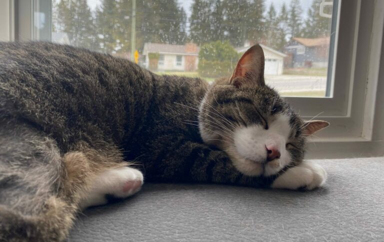 Cat found nearly frozen on desolate logging road in BC adopted by ...