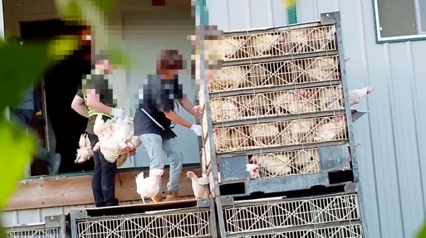 Animals rights group shares video that appears to show animal abuse at ...