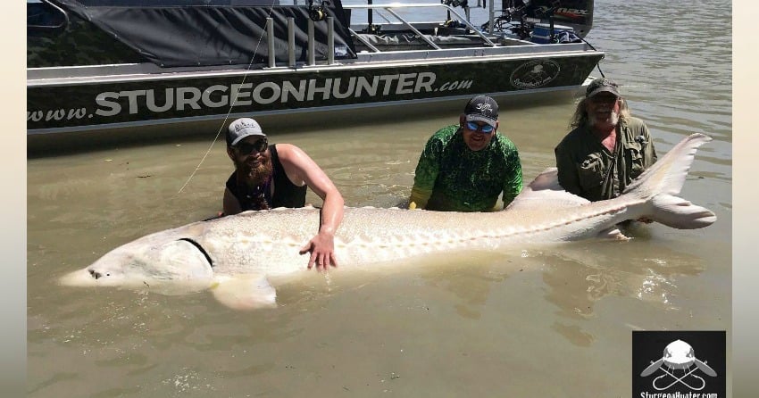 PHOTOS: Anglers in BC catch ‘once in a life time’ monster sturgeon