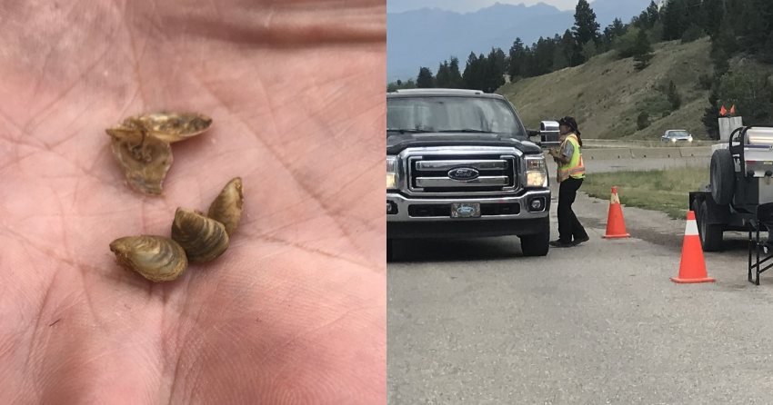 BC's fight against invasive mussels gets $1M annual funding boost