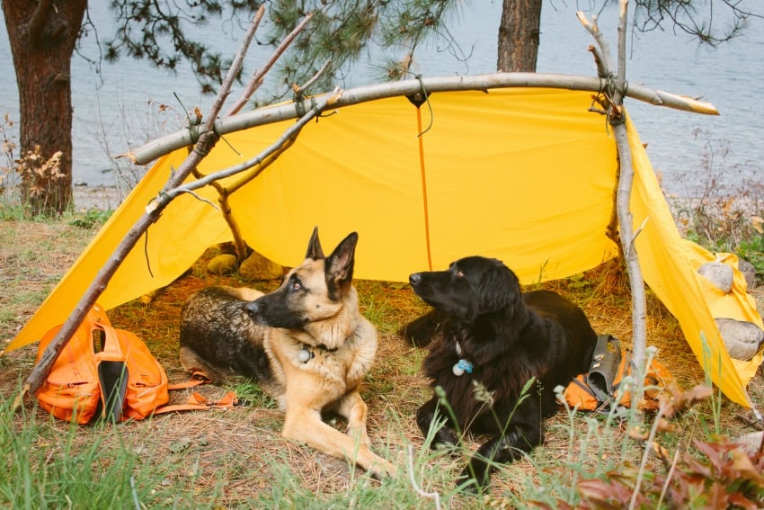 A guide to packing for a hiking or camping trip with your furry friend