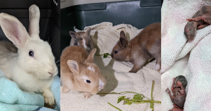 BC SPCA rescues 32 rabbits who were being bred for profit