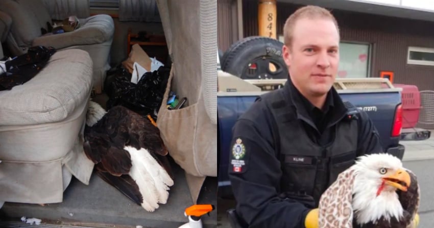 BC man gets big shock after 'dead' bald eagle wakes up in the back of ...