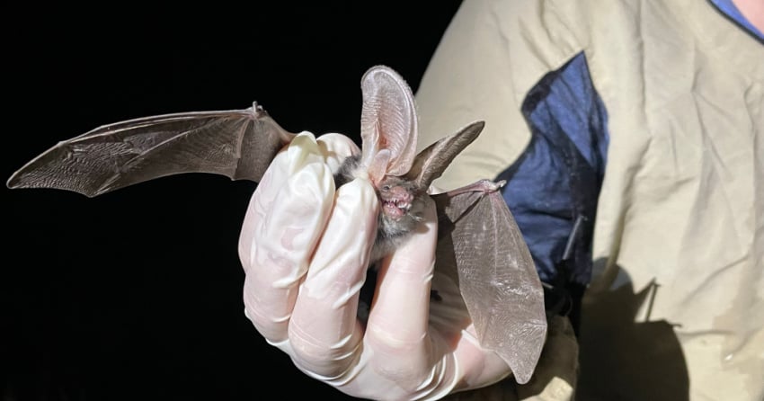 Fungus that is deadly to already endangered bats has been detected in ...