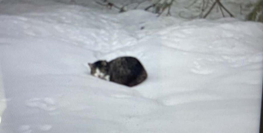 Cat found nearly frozen on desolate logging road in BC adopted by ...