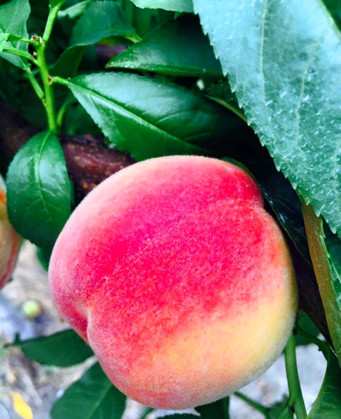 What to expect at B.C. fruit stands next