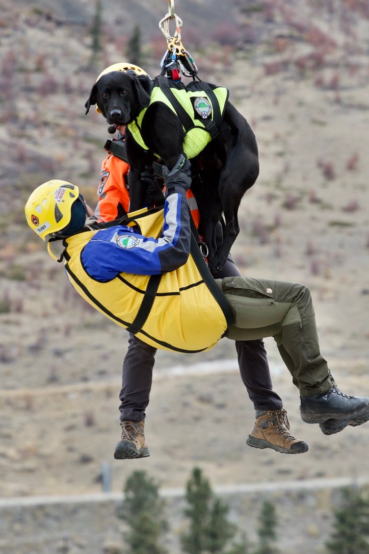 SAR dogs from all over BC will descend on Kelowna this weekend