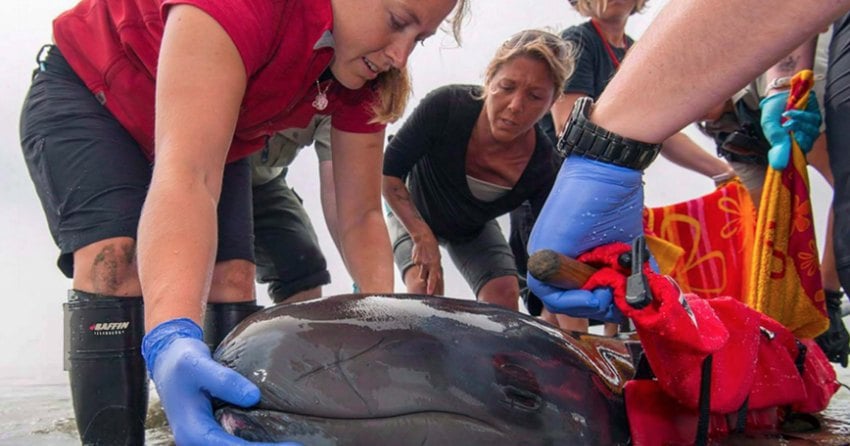 New TV show ‘Wild Pacific Rescue’ to feature Vancouver Aquarium’s ...