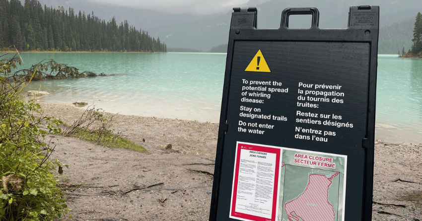 Whirling disease prompts year-long angling, boating ban in Yoho ...