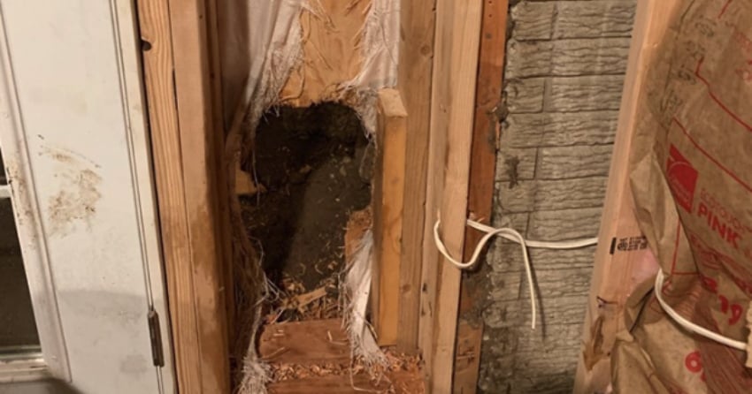 Bear enters home in US, escapes by smashing hole in the wall 'like the ...