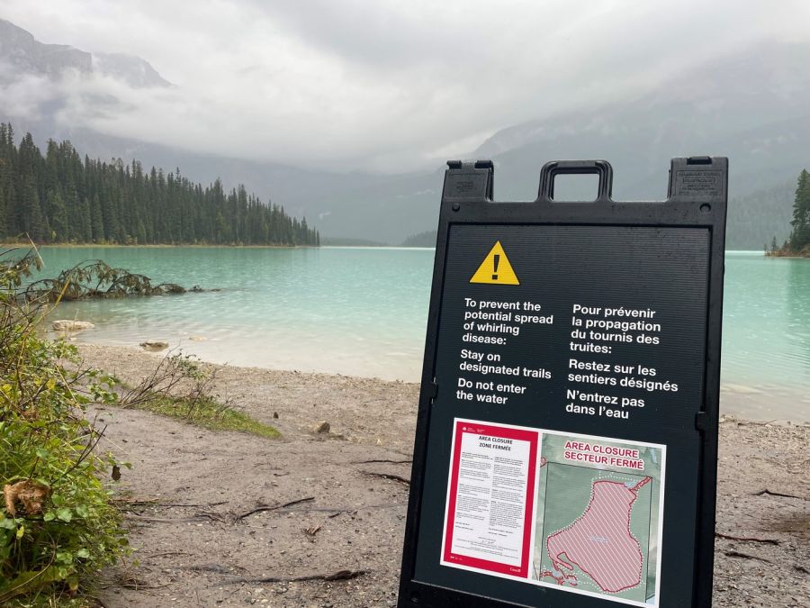 Whirling disease prompts year-long angling, boating ban in Yoho ...