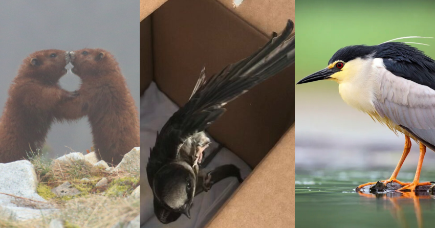 Highlighting endangered BC animals on World Wildlife Day