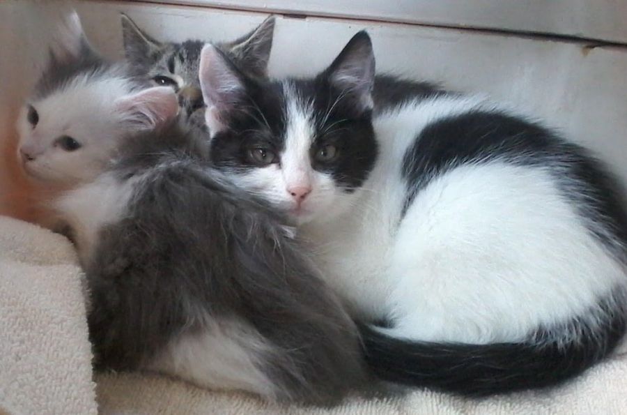 ‘Pet overpopulation is a real concern’: Okanagan Humane Society ...