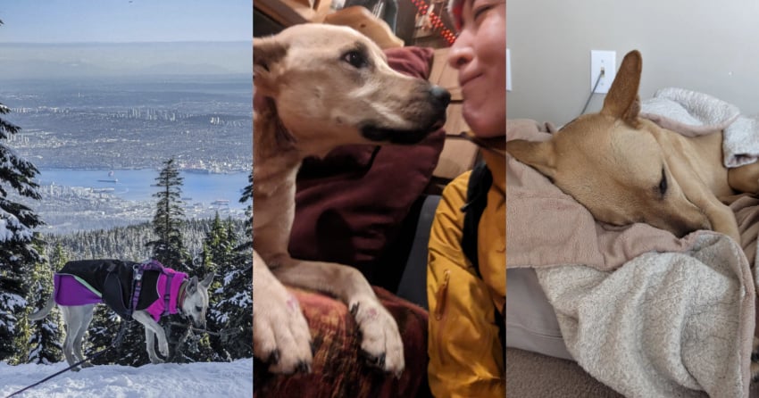 ‘We brought Callie home’: Dog found safe after 28 days lost in North ...