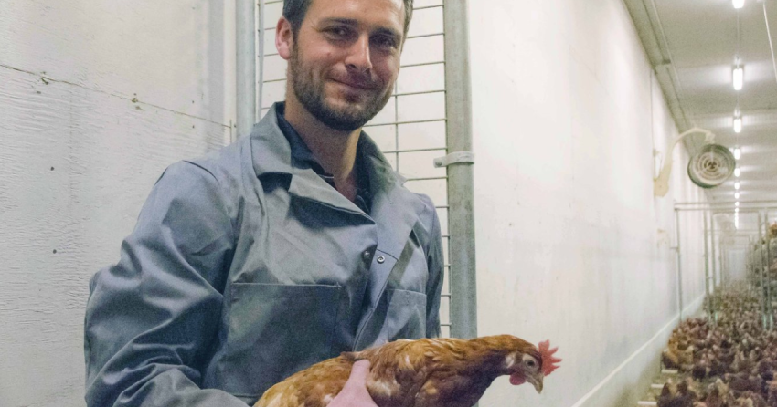 'Super sad' time for BC poultry farmers who have to cull thousands of birds