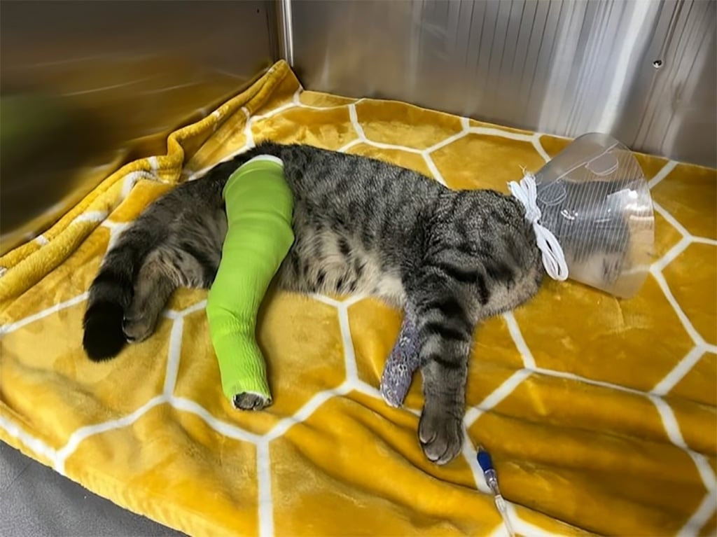 Cat struck by truck survives thanks to kind-hearted witness