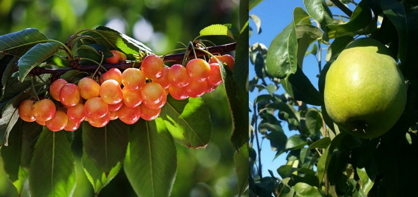 What to expect at B.C. fruit stands next