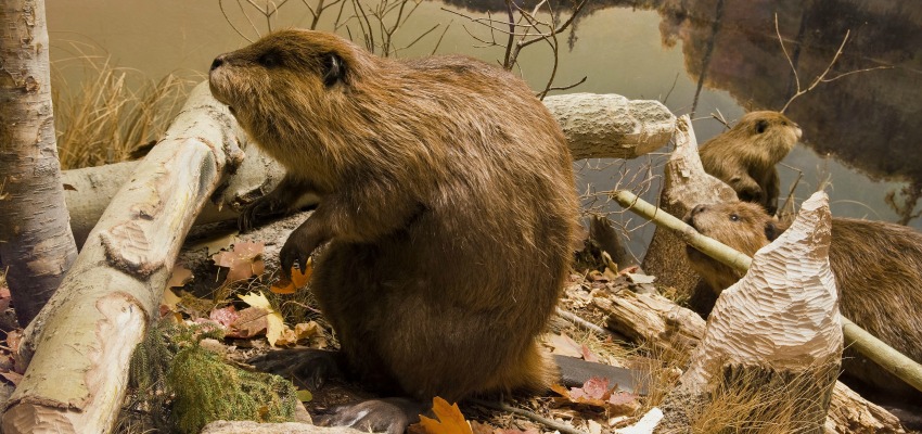 You Know You're in Canada When a Beaver Blocks Traffic