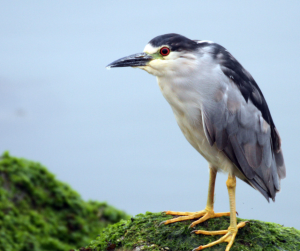 Highlighting endangered BC animals on World Wildlife Day