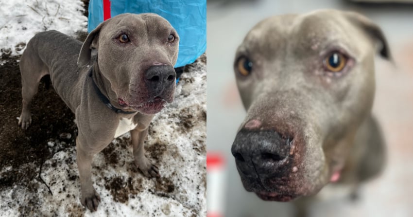 Sick dog found tied to railing in Prince George will soon be up for ...