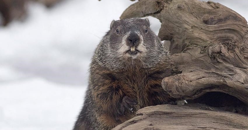 Groundhog Day: Nova Scotia's Shubenacadie Sam sees shadow, predicts ...