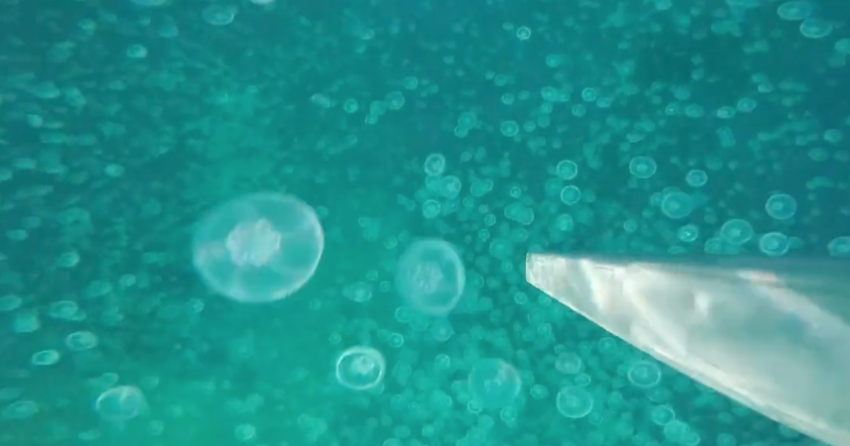 VIDEO: Moon jellies captured in dreamy video along BC coast