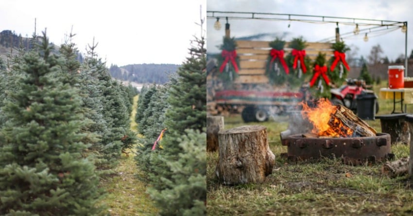 You can now pick out your Christmas tree at the Woodhaven Tree Farm in ...