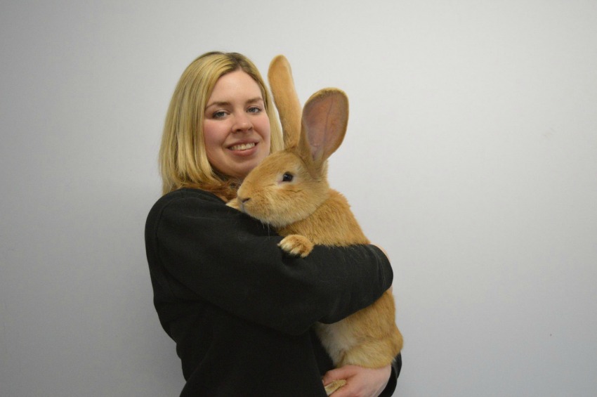 Extra-Large Bunny Looking for a Furrrever Home